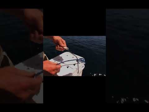 Chum Bucket Tips 🪣 #chum #chumbucket #fishingchum #chumbuckets #fishingtip #fishingtops #fishing