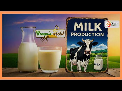 | Kenya's Gold | Dairy Farming in Kenya | Gold Feature