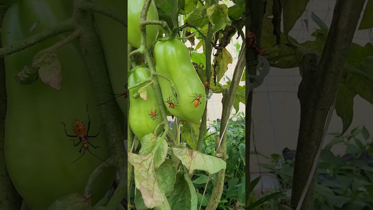 How to Identify & Treat For Leaf Footed Bugs in Your Garden #garden #organicgardening #homestead