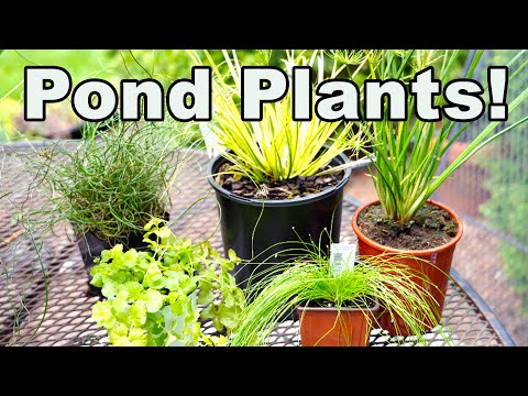 5 Common But **AWESOME** Garden Center Plants Perfect for **PONDS** Too!💦🐠🌿