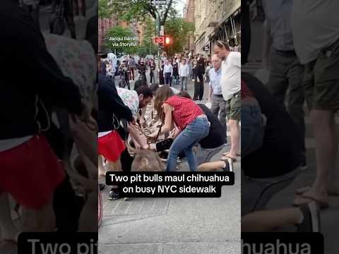 Warning: Distressing footage. Chihuahua mix mauled by two pit bulls in NYC on Saturday #shorts