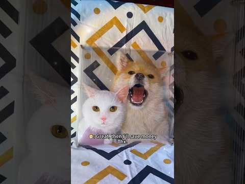 Best Cat Portrait & Custom Art (2026): 5 Top Picks Compared