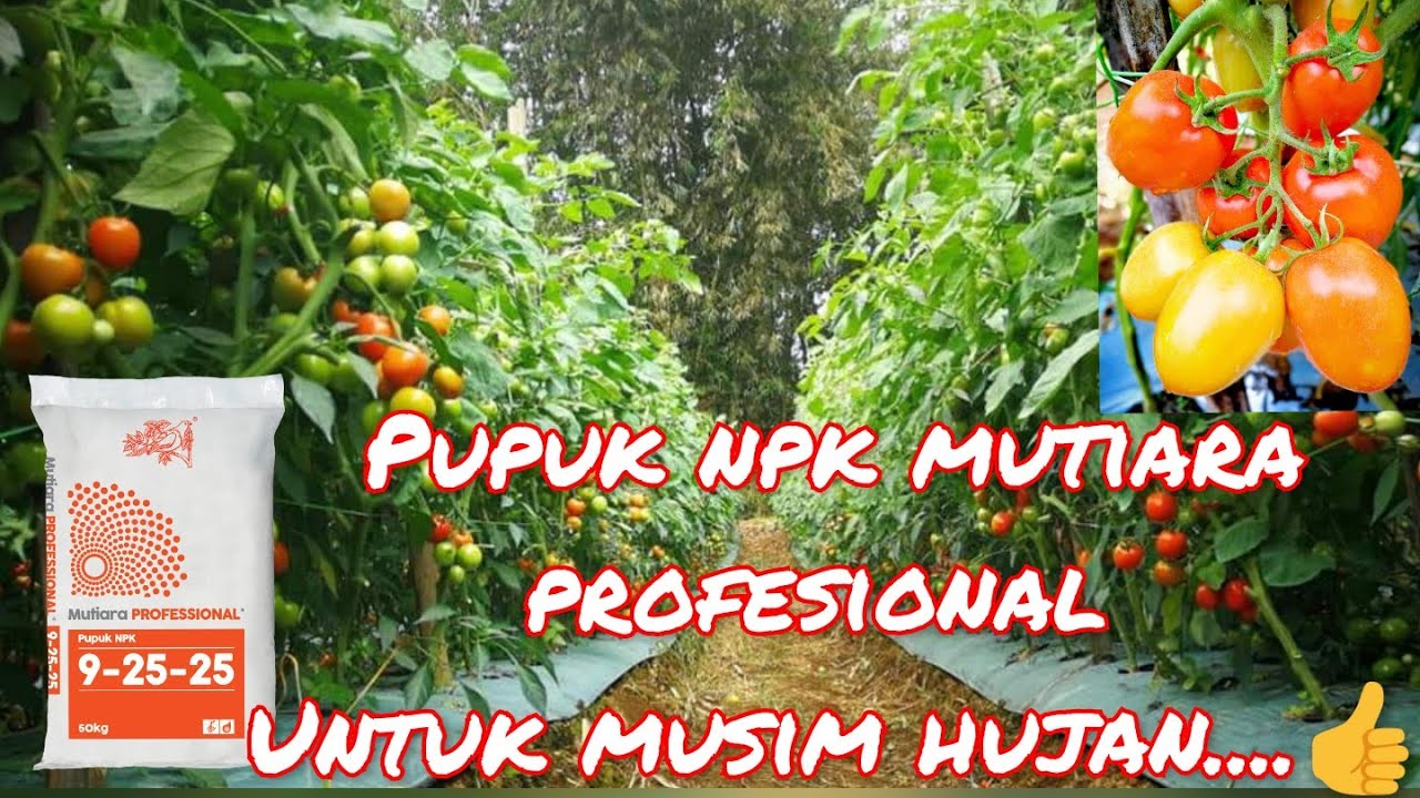 How to Fertilize Using NPK Mutiara Profesional 9-25-25