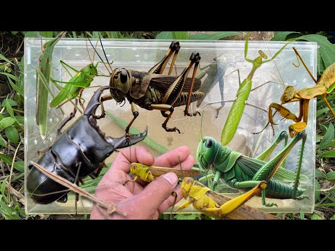 Stag beetle attack giant cricket‼️hunt the grasshopper king and praying mantis