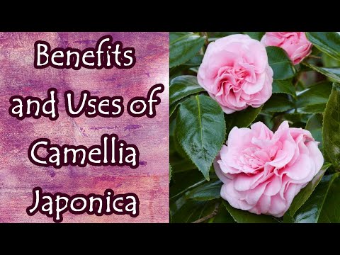 Benefits and Uses of Camellia Japonica