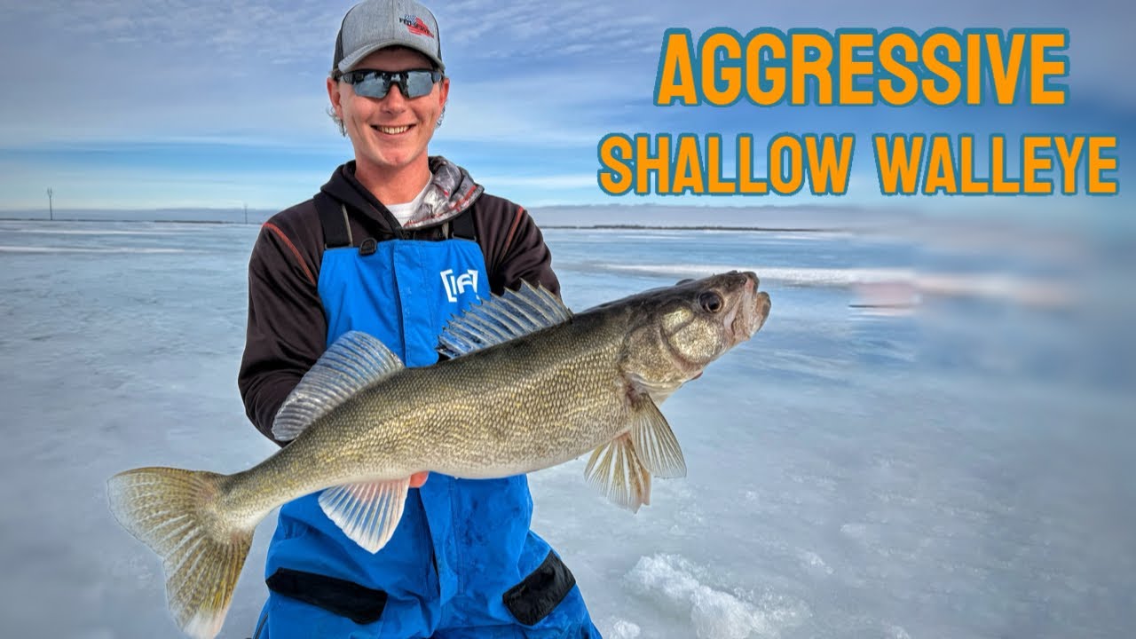 Aggressive Shallow Walleye