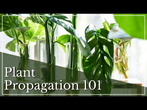 How To Propagate Plants | Houseplant Propagation | Plant Propagating For Beginners | H2O Propagation