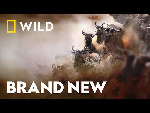 Animal Adventures Across The Planet | Incredible Animal Journeys | National Geographic WILD UK