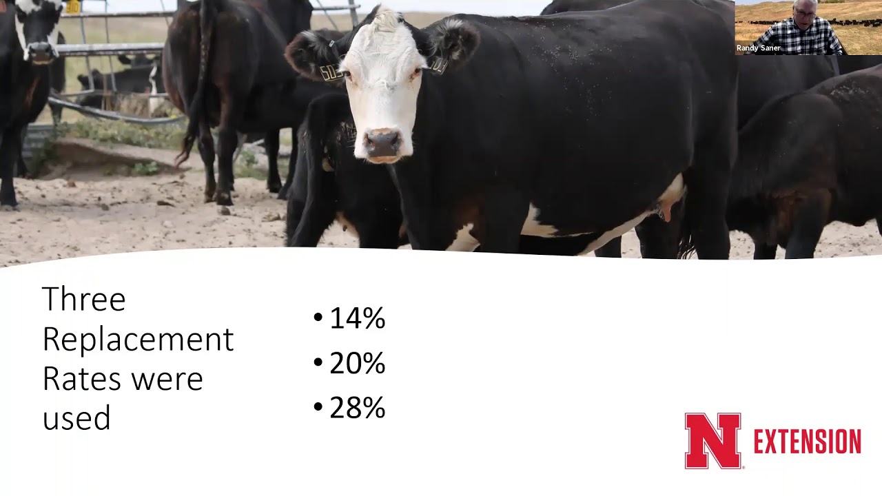 Pricing replacement heifers