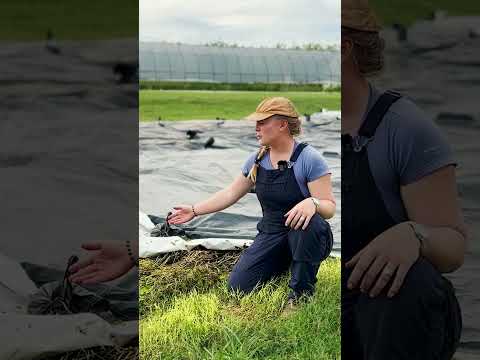 Organic Weed Control with Tarps #organicfarming