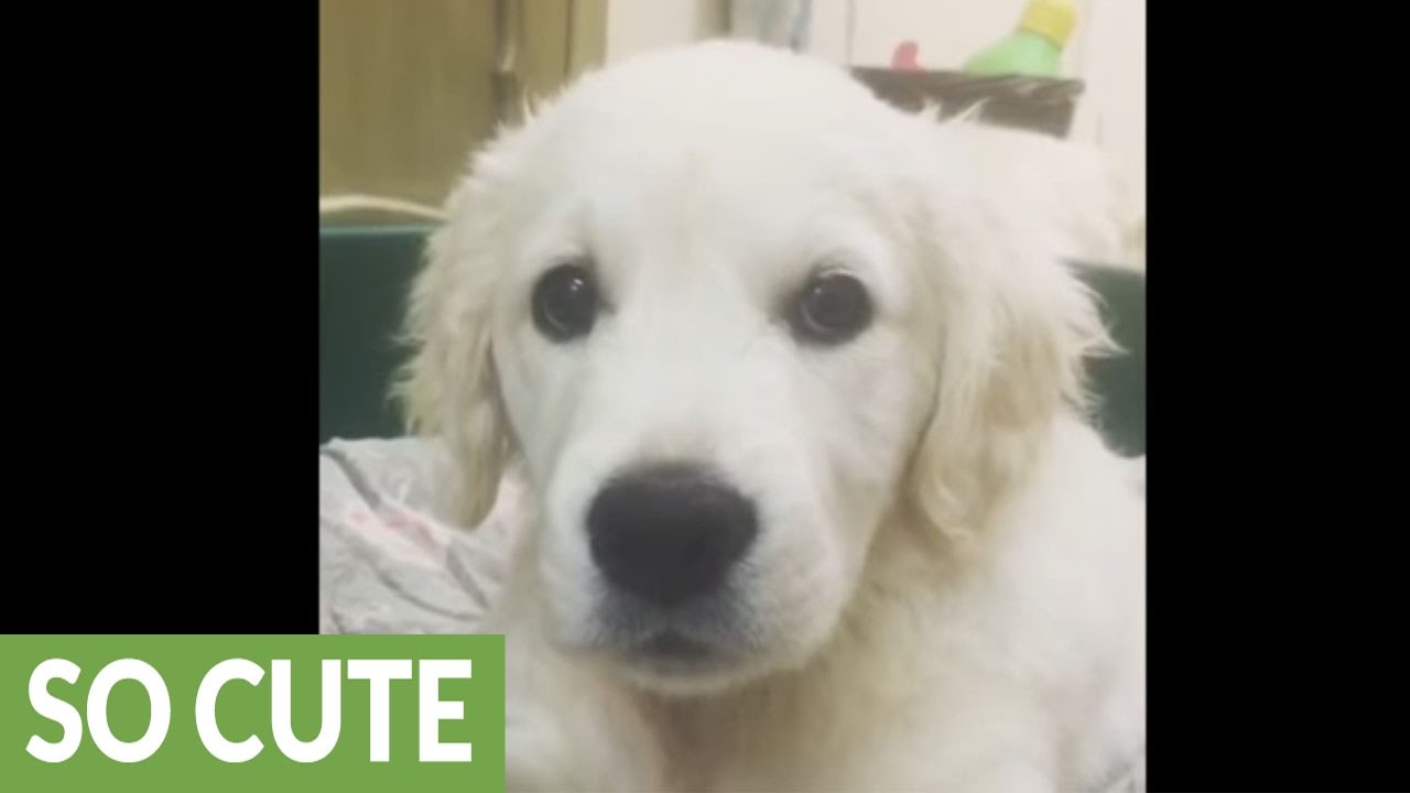 Puppy confused by the sound of her own hiccups