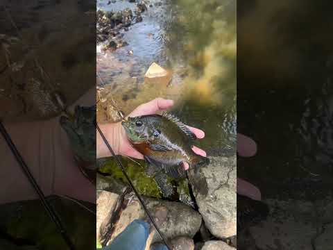 Catching panfish #Bluegill #Pumpkinseed #Sunfish #Trout #Bass #Lures #VintageLures #Tacklebox 