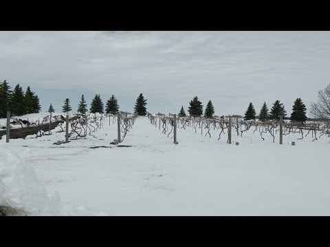 Winery Welcomes Moisture from April Snowstorm