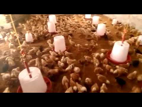 Vanaraja Chicks - Wholesale Price & Mandi Rate for Vanaraja Multi ...