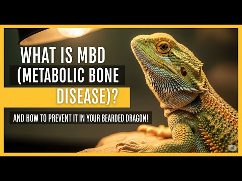 Are You Accidentally Harming Your Bearded Dragon? Baby vs Adult Feeding Secrets REVEALED!