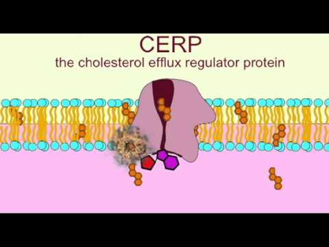 AP1: CELL MEMBRANE: ACTIVE TRANSPORT: CFTR, CERP