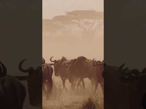 CRAZY - frenzy of wildebeest #greatmigration #wildlife #serengeti #africa