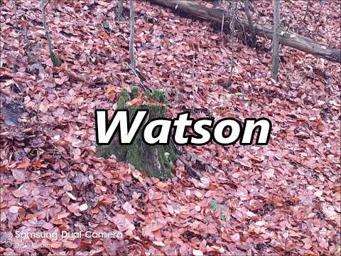 WATSON as Family Name Meaning and Origin