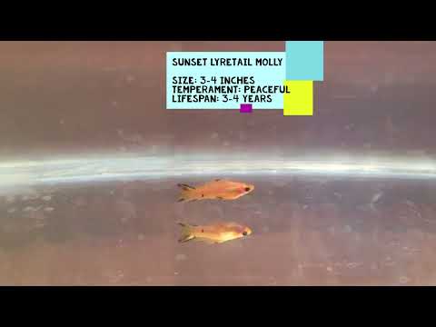 Types of mollies and their size, temperament and lifespan.