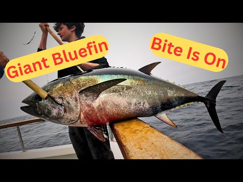 Giant Bluefin Tuna The Bite Is On New Lo-An Sportfishing Point Loma Landing HeartAche & Exhilaration