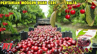 Jual Buah Chery Tangkai warna merah merk Maraschino Cherries Tangerang ...