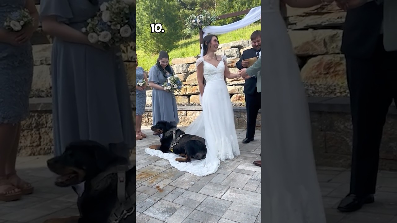 Dogs Who Made Their Human's Weddings Special