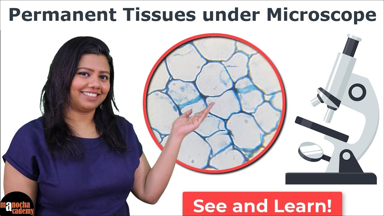 Permanent Tissue Class 9 Biology