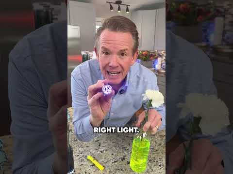 Make A Blacklight Carnation??