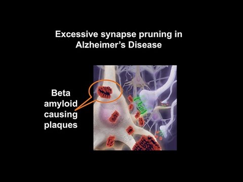 Early Brain and Mature Function;Brain Development and Alzheimer’s Disease; Challenges of Integration