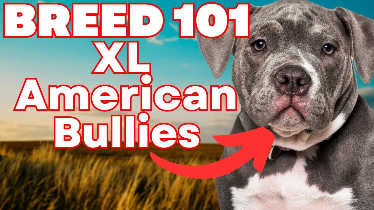 XL American Bully 101! EVERYTHING YOU NEED TO KNOW About XL American Bully Puppies!