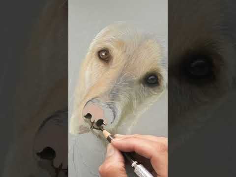 Pastel Pencil Dog Portrait - #pastelpencil #artsupplies #petportrait