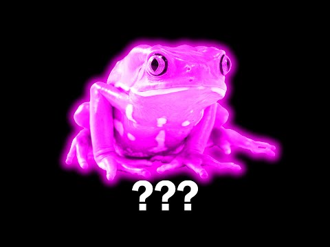 20 "Frog" Sound Variations in 30 Seconds