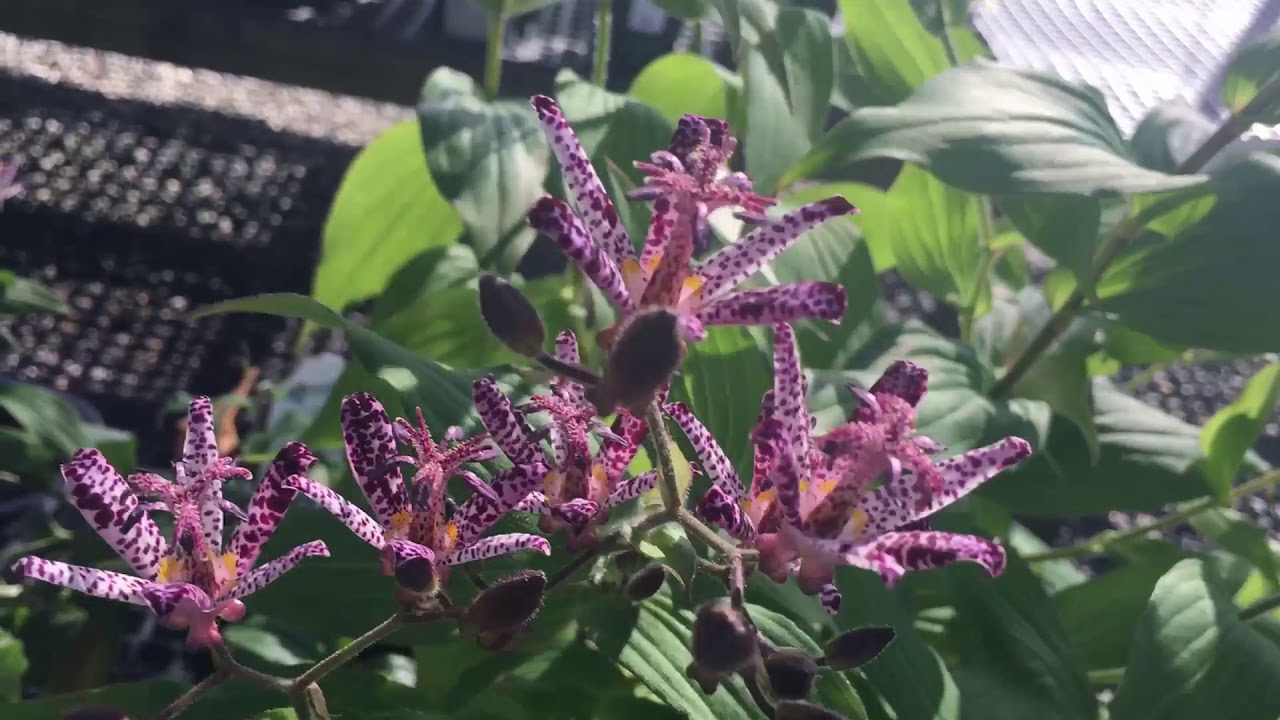 Toad Lily: Plant Profile