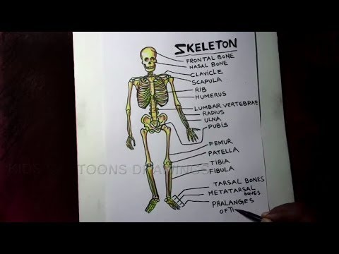 How to Draw Human Skeleton Anatomy Drawing for Kids – Previous News ...