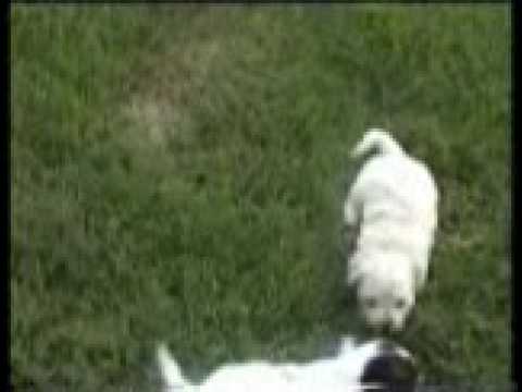 Hooverfamilyhavanese3