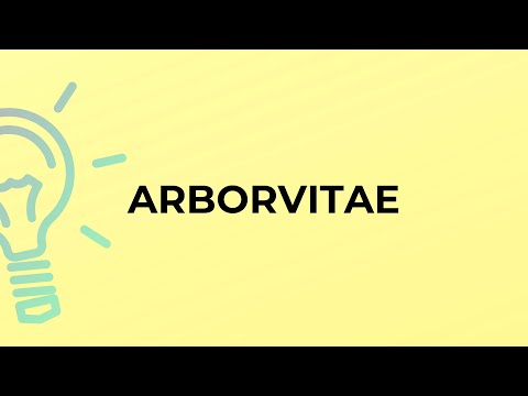 What is the meaning of the word ARBORVITAE?