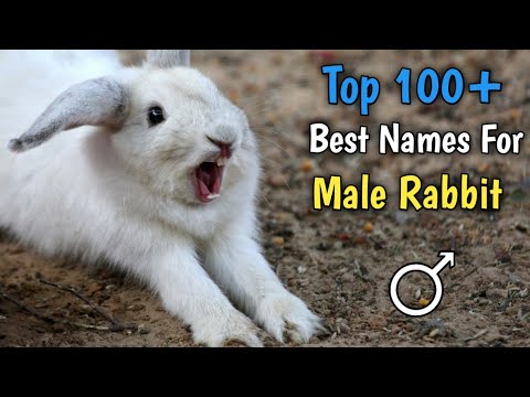 Rabbit Names | Top 100 Best Names of Male Rabbit | Rabbit Boy Names #rabbitnames #bunnynames