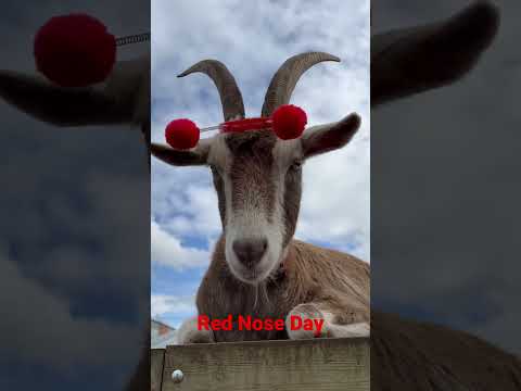 It’s goata be Red Nose Day! #goat #rednoseday #comicrelief #toggenburg