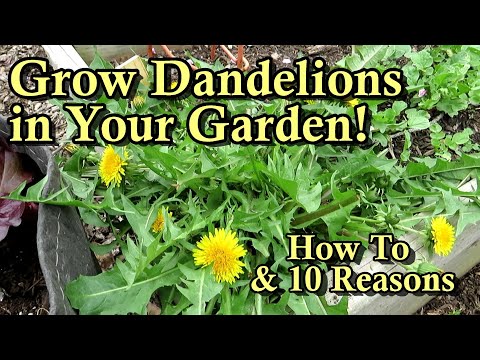 How to Grow Dandelions in Your Garden for Food: 10 Reasons - Edible Roots, Flowers, & Greens