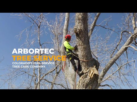 Arbortec Tree Service | Professional Tree Care | Arborist Services in Broomfield, CO