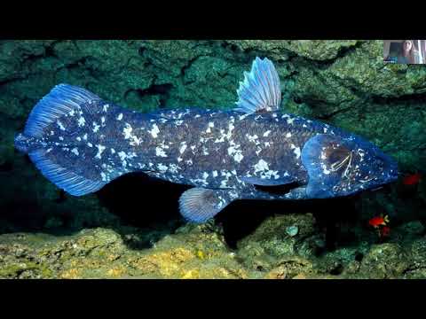 Understanding marine science at the ocean science-policy interface