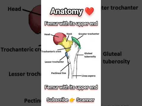 Femur with its upper end parts l Paramedical notes l nursing notes l anatomy and physiology notes