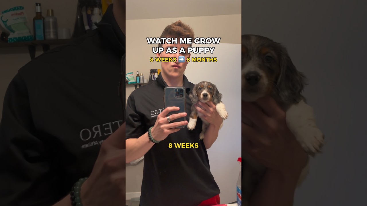 Watch this little mini dachshund puppy grow up! 🥹🐶❤️ #shorts #dachshund #dog #puppy