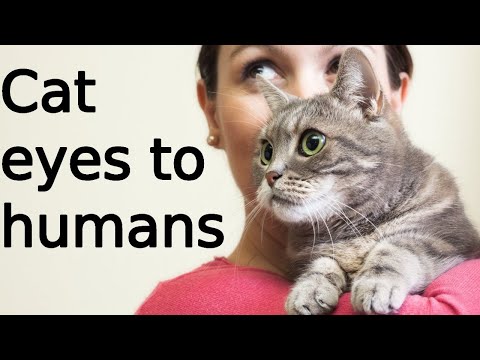What if you had cat vision? See in the dark like a superhero!