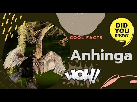 Anhinga facts 🦆 Snakebird facts 🦆 Darter 🦩 American Darter 🦆 Water Turkey 🦃