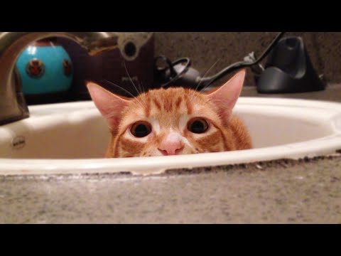 SCAREDY CAT