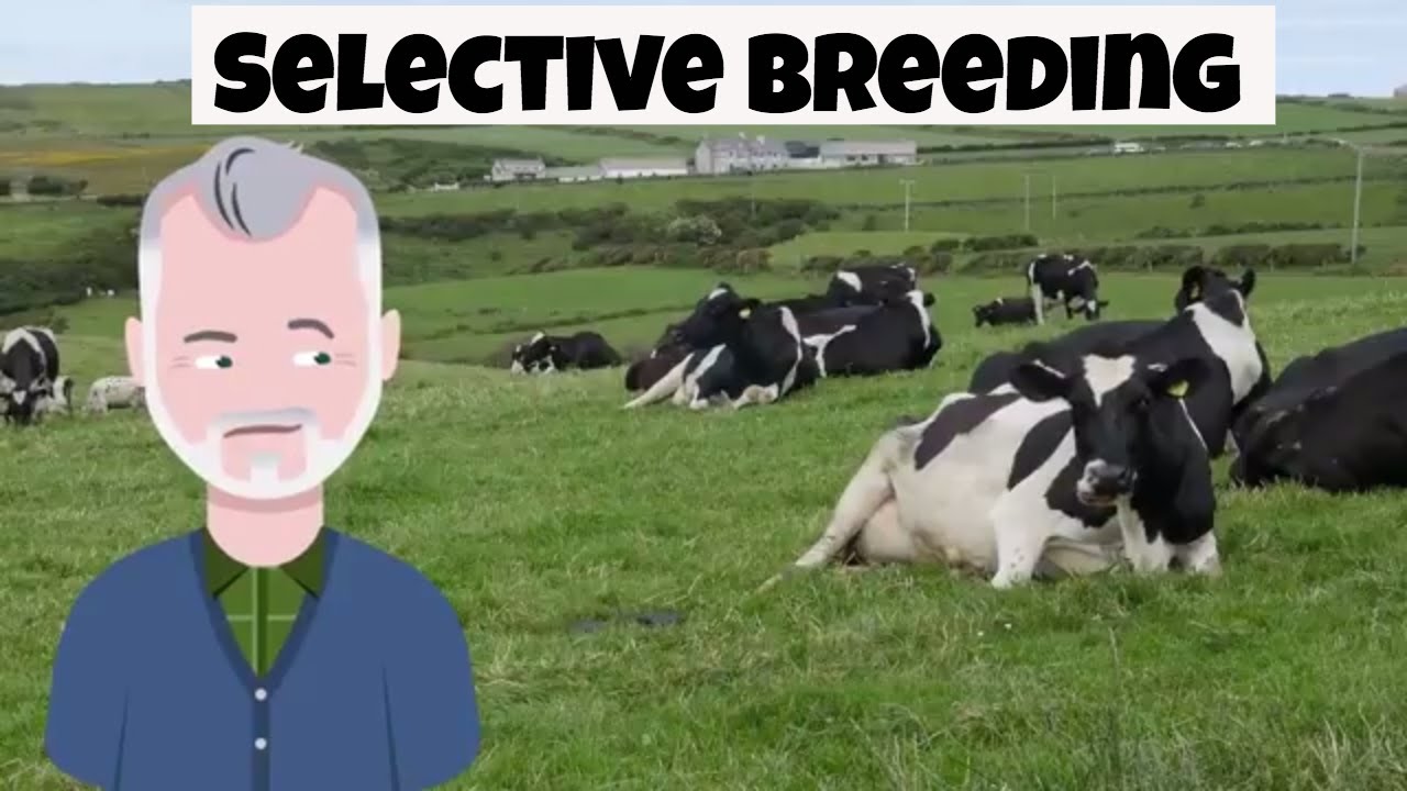 What is selective breeding?