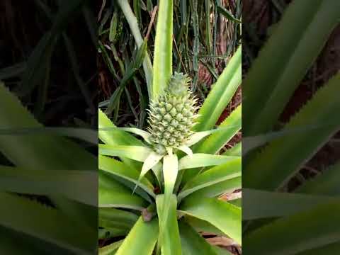 The pineapple (Ananas comosus) is a tropical plant with an edible fruit and is the most economically
