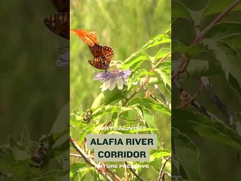 Virtual Visit Alafia River Corridor Hillsborough County Florida