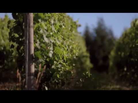 Tasty Oregon Road Trips: Perfect Wine Country Weekend